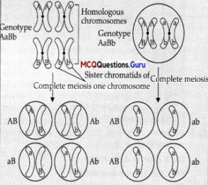 MCQ Questions for Class 12 Biology Chapter 5 Principles of Inheritance ...